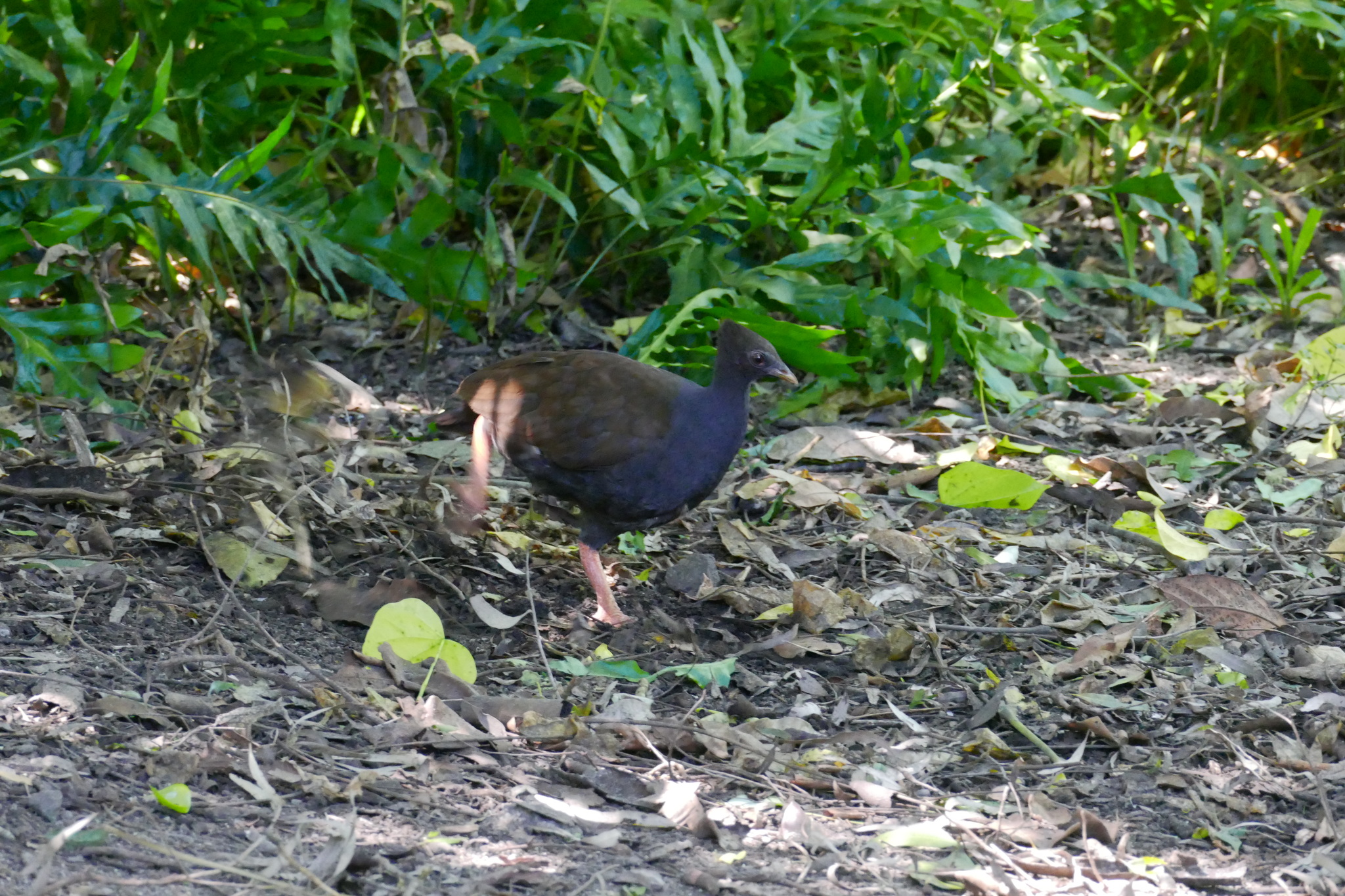 Megapodius reinwardt Dumont, 1823