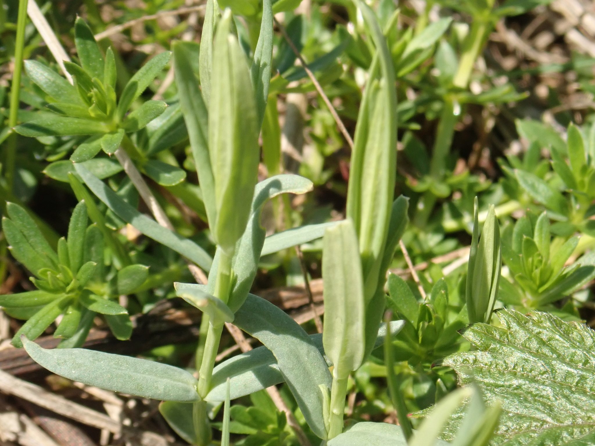 Stellaria palustris (Murray ex Ehrh.) Hoffm.