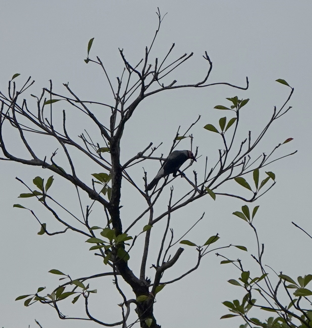 Sarcops calvus (Linnaeus, 1766)