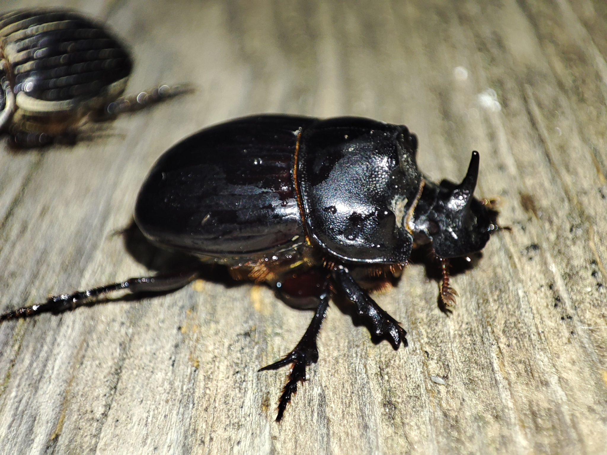 Copris Geoffroy, 1762