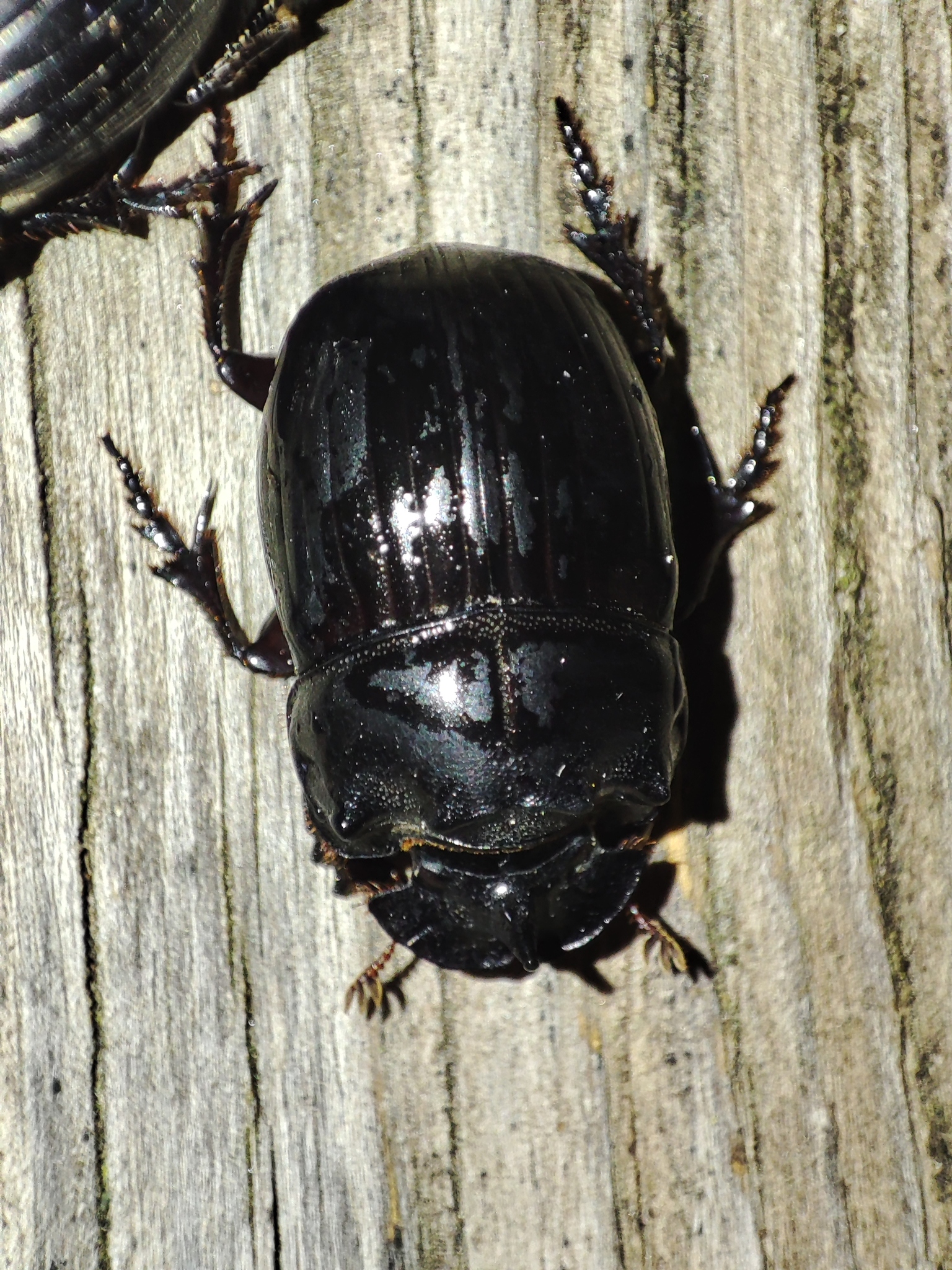 Copris Geoffroy, 1762