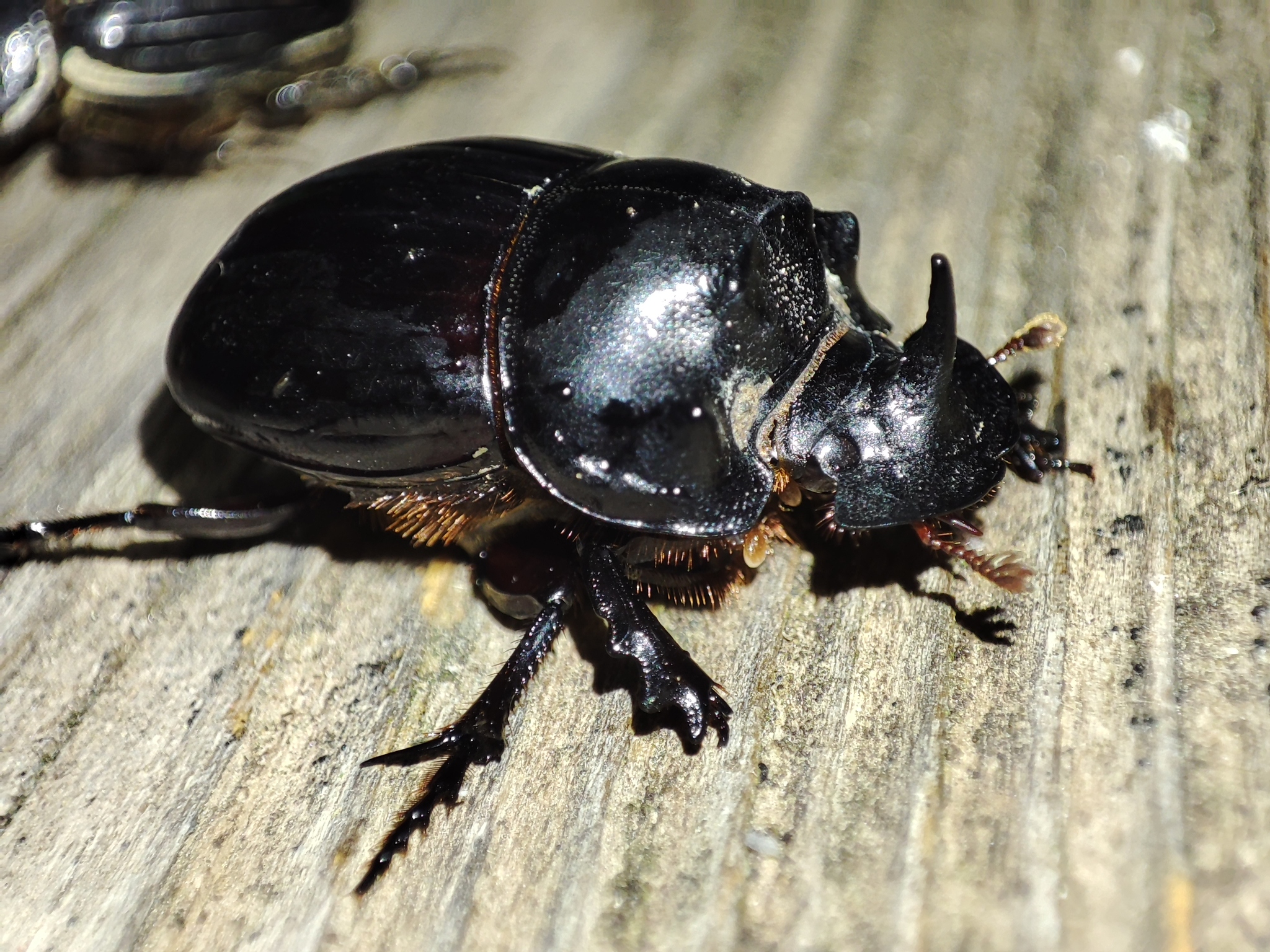 Copris Geoffroy, 1762