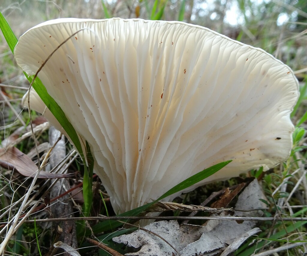 ghost fungus from Lal Lal VIC 3352, Australia on May 01, 2023 at 03:16 ...