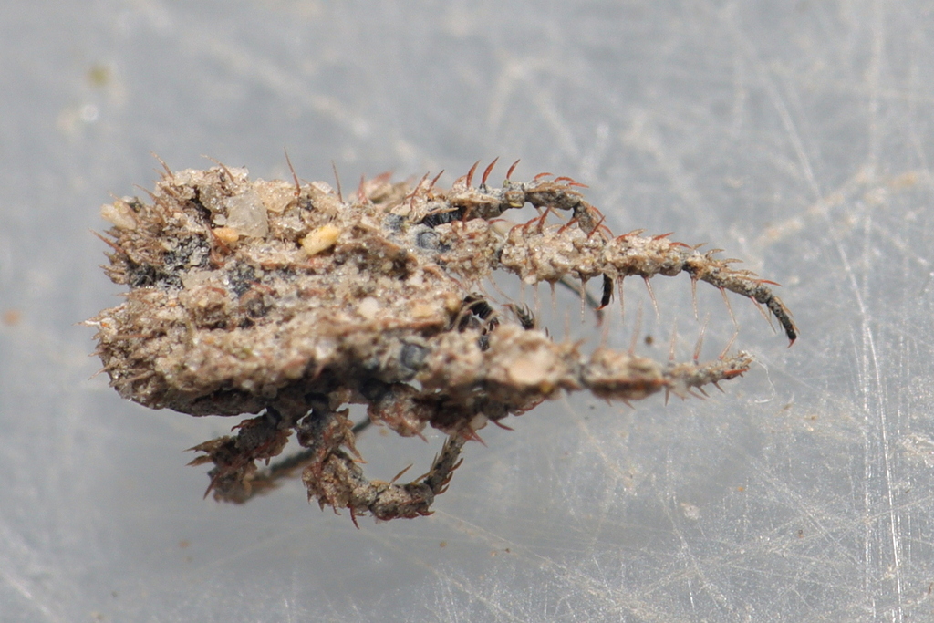 Rake-Legged Mites from Malmesbury, 7300, South Africa on April 30, 2023 ...