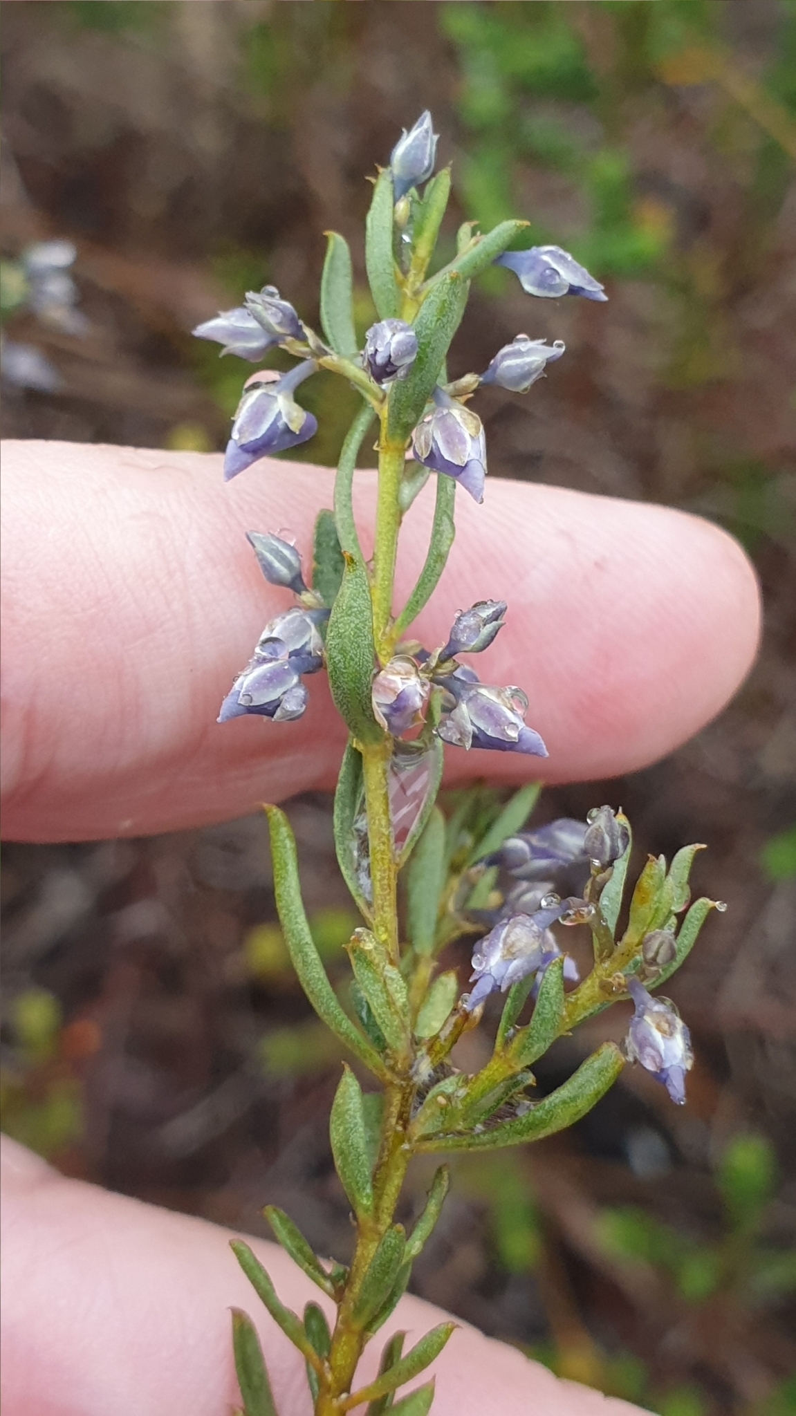 Pigea floribunda (Lindl.) Lindl.