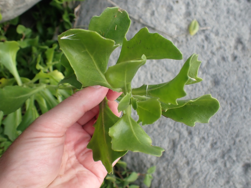 Bietou from Ōakura, New Zealand on April 29, 2023 at 04:44 PM by Kelvin ...