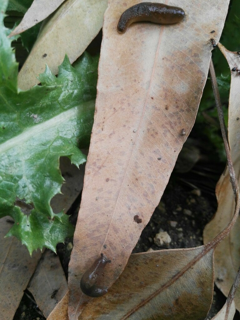 Smooth Land Slugs from Crafers - Bridgewater SA, Australia on April 30 ...