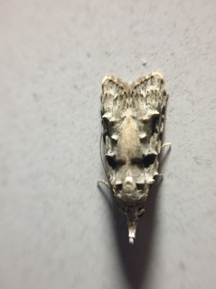 Australian guava moth from Auckland, New Zealand on May 01, 2023 at 07: ...