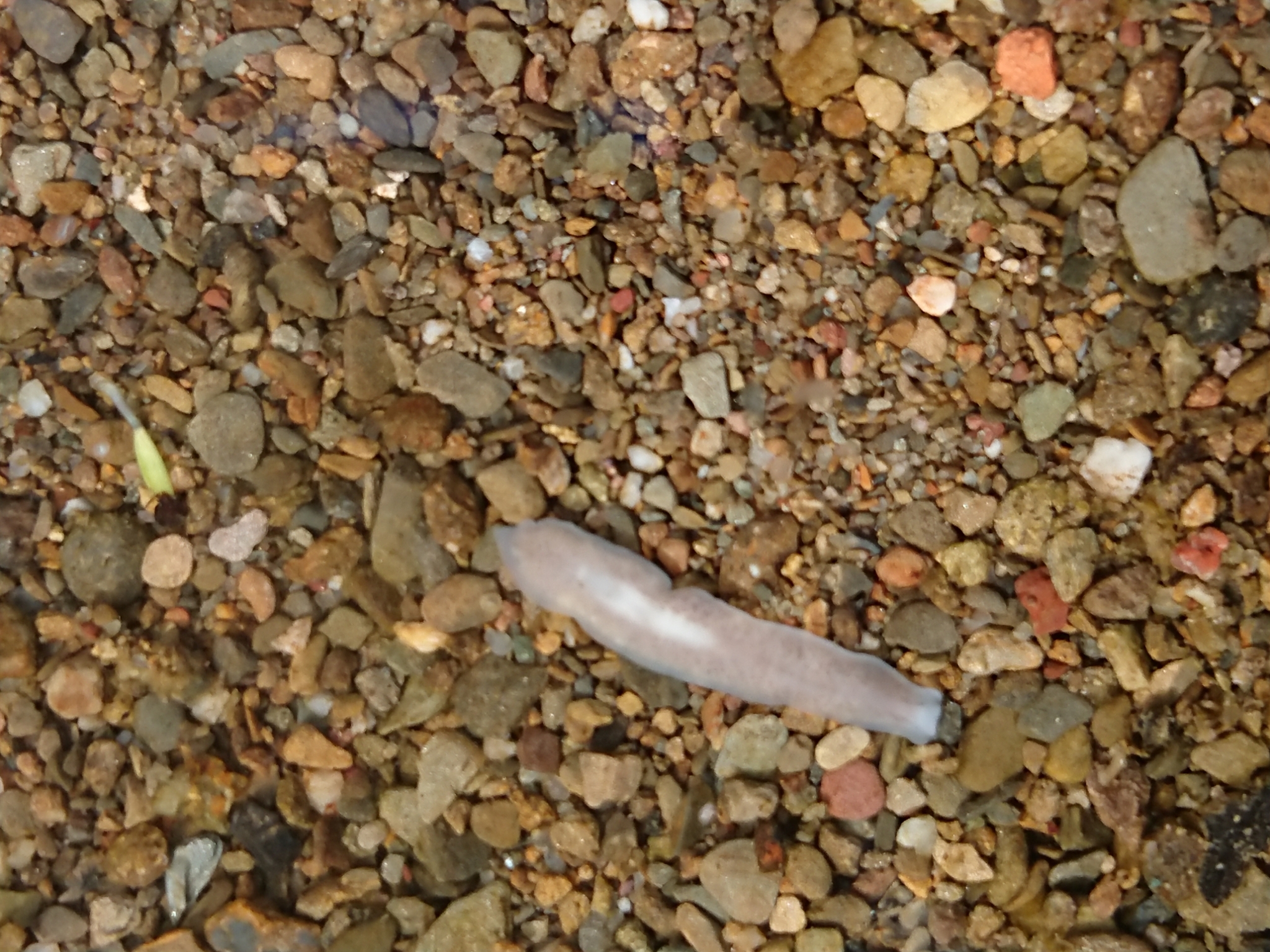 Dendrocoelidae