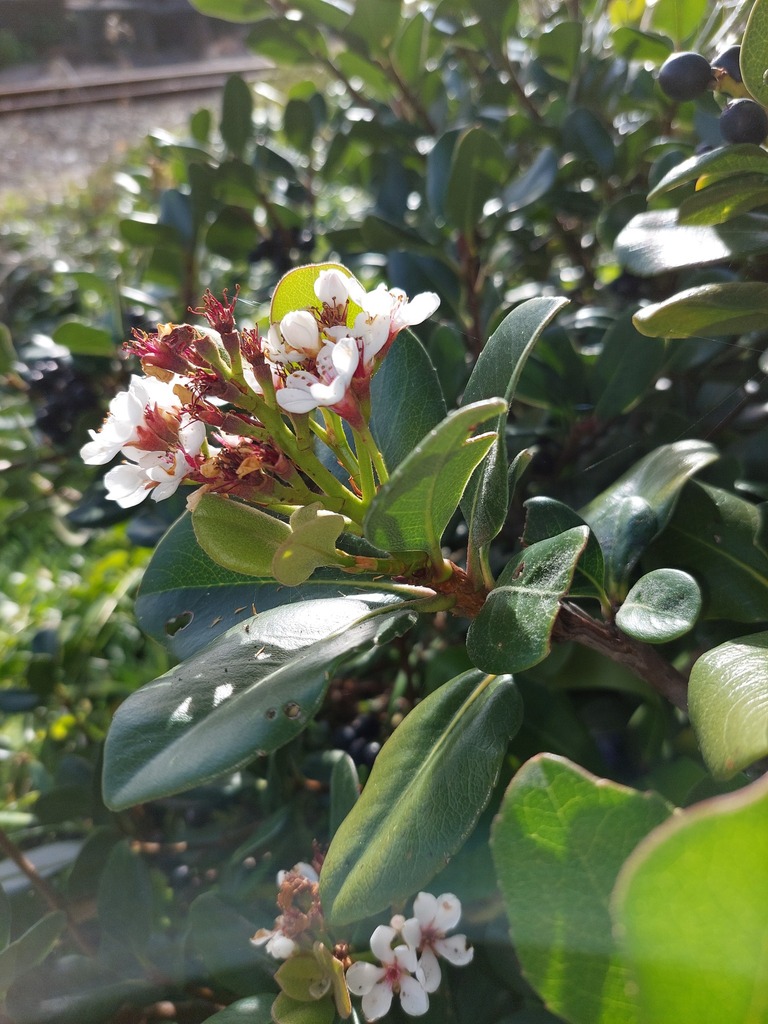 Sexton's Bride from New Plymouth Central, New Plymouth, New Zealand on ...