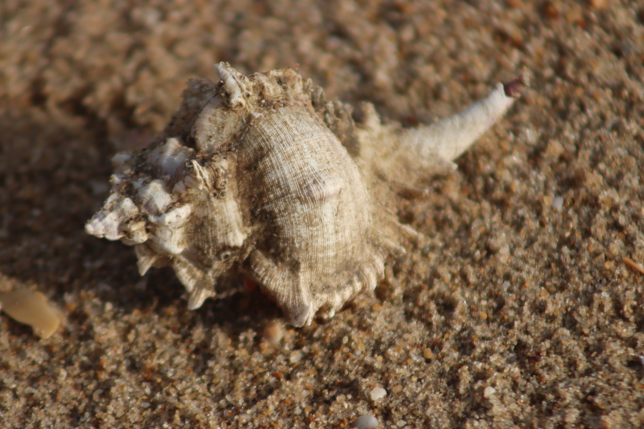 Chicoreus virgineus (Röding, 1798)