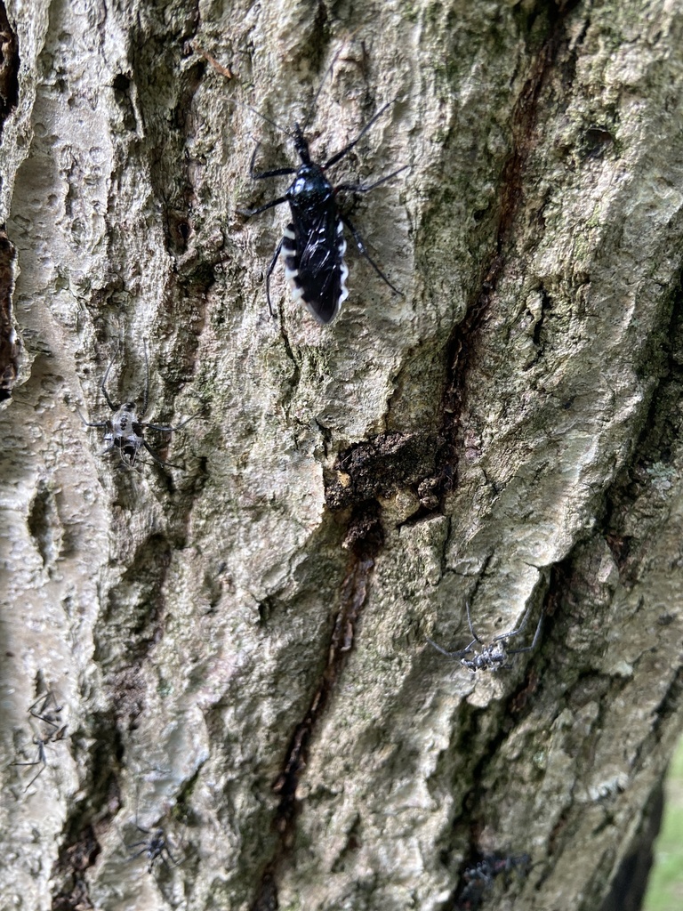 Japanese Assassin Bug from 末松3丁目, 野々市市, 石川県, JP on May 1, 2023 at 05:09 ...