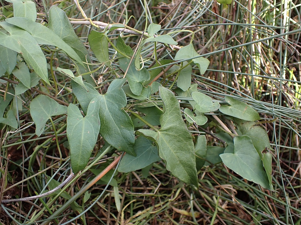 Calystegia sepium roseata in May 2023 by johneichler. Identification ...