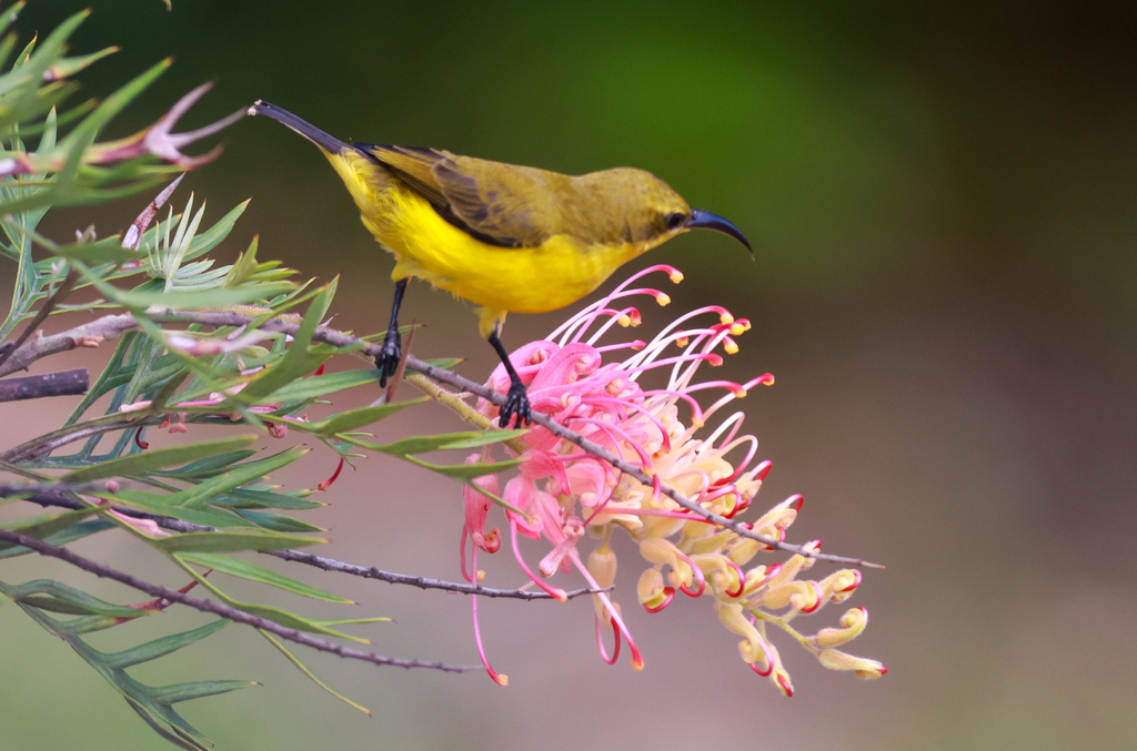 Sahul Sunbird (Pocket guide to fauna of Hamilton Island, QLD) · iNaturalist