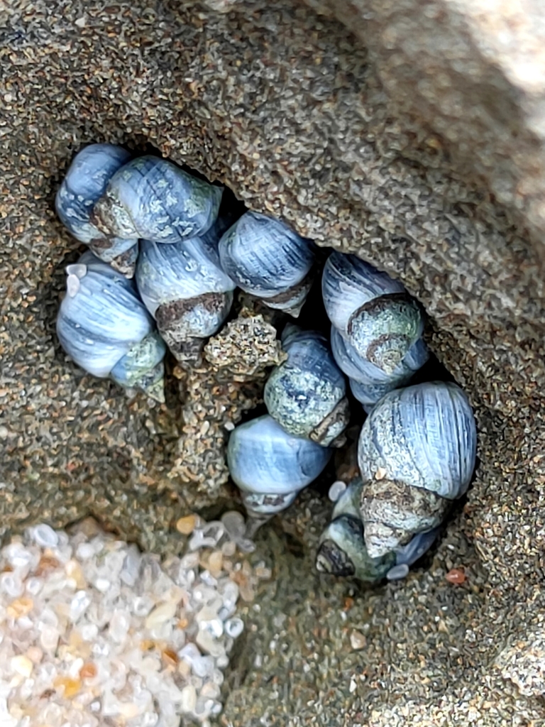Little Blue Periwinkle from Sorrento VIC 3943, Australia on May 1, 2023 ...