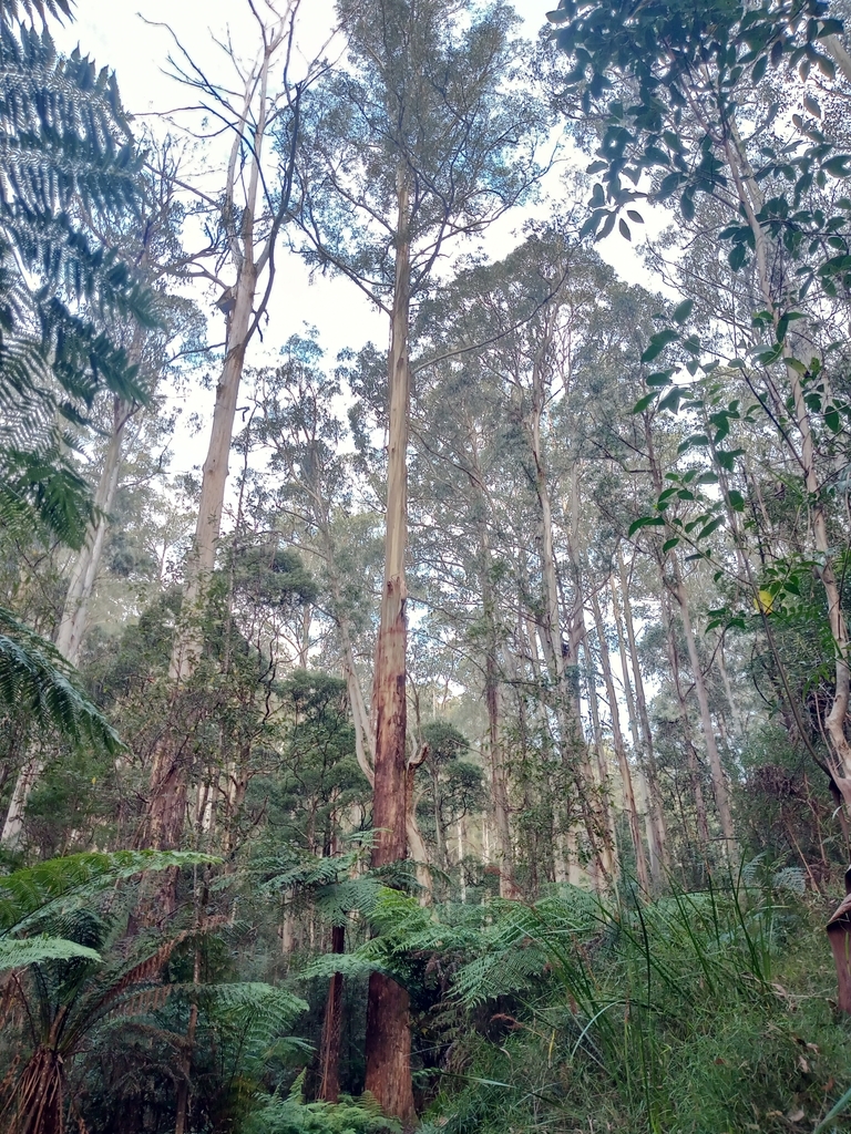 Australian Mountain Ash (Eucalyptus regnans) - Botanical Realm