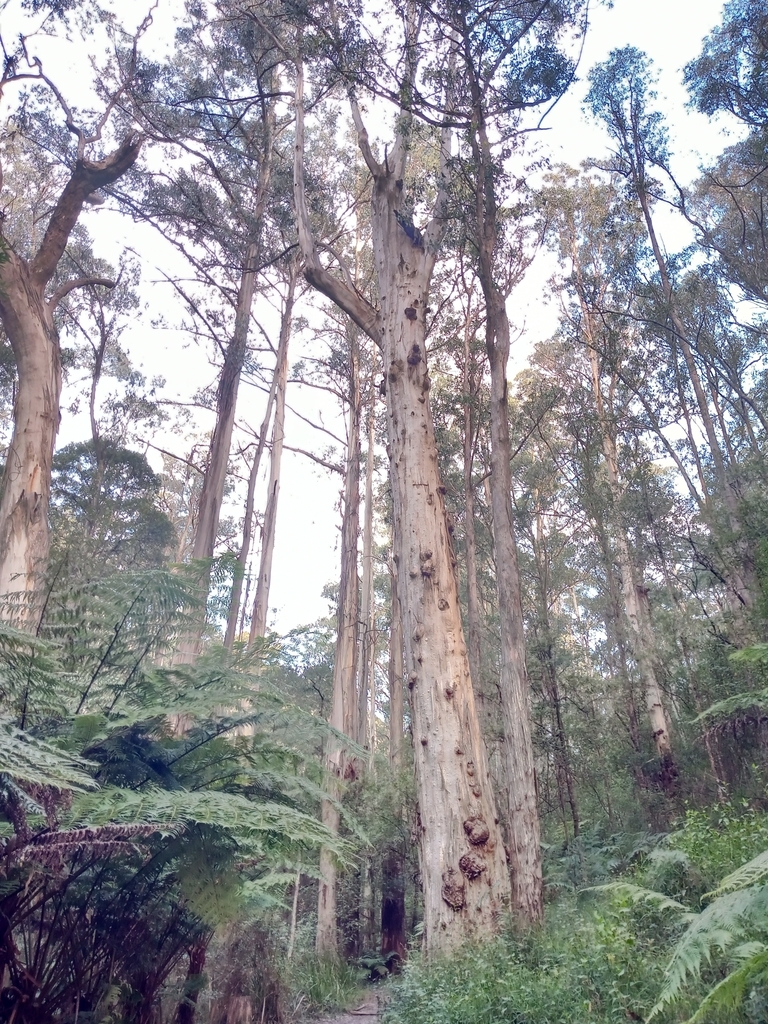 mountain grey gum from Warburton VIC 3799, Australia on May 1, 2023 at ...