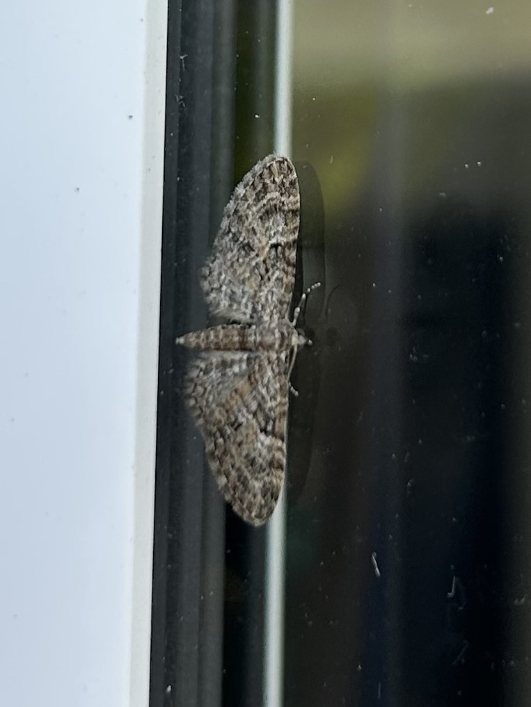 Oak-tree Pug from Eglingham Way, Morpeth, England, GB on May 1, 2023 at ...