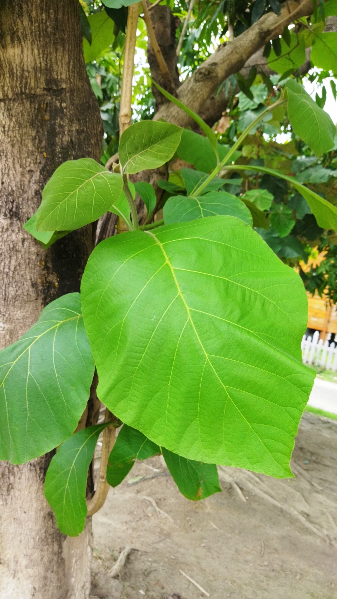 Tectona grandis L.f.