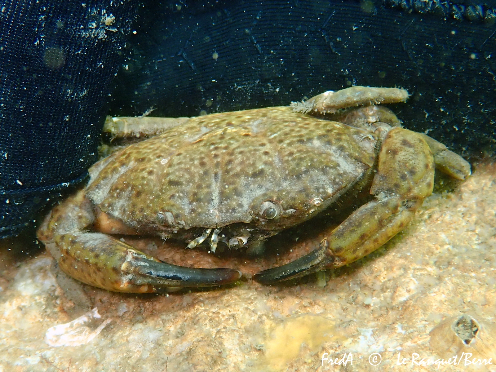 Xantho poressa (Olivi, 1792)