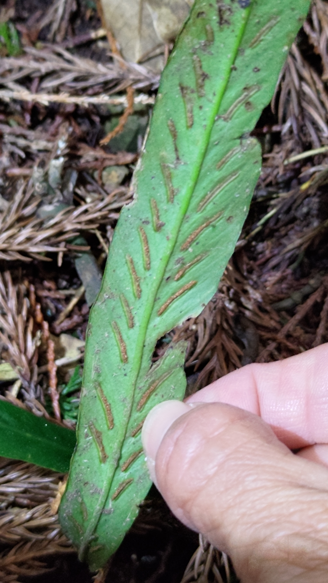 Asplenium ensiforme Wall.