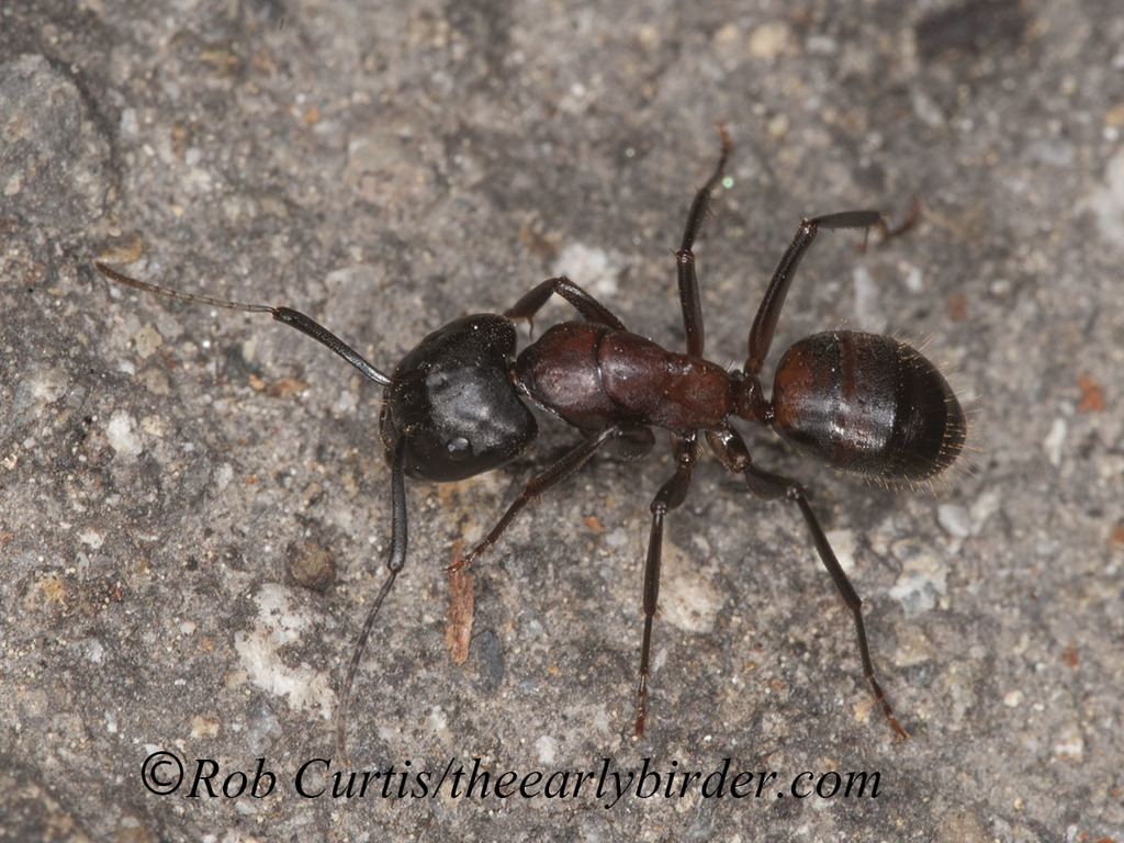 Bicolored Carpenter Ant from California, USA on May 21, 2018 at 09:31 ...