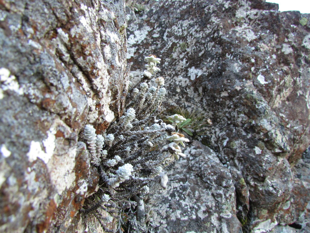 New Zealand edelweisses from West Dome, New Zealand on April 30, 2023 ...