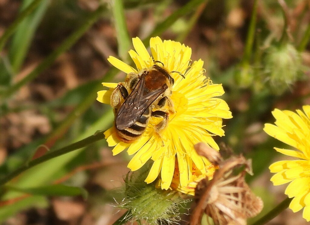 Bees from Neapoli 190 04, Greece on April 8, 2023 at 11:25 AM by ...