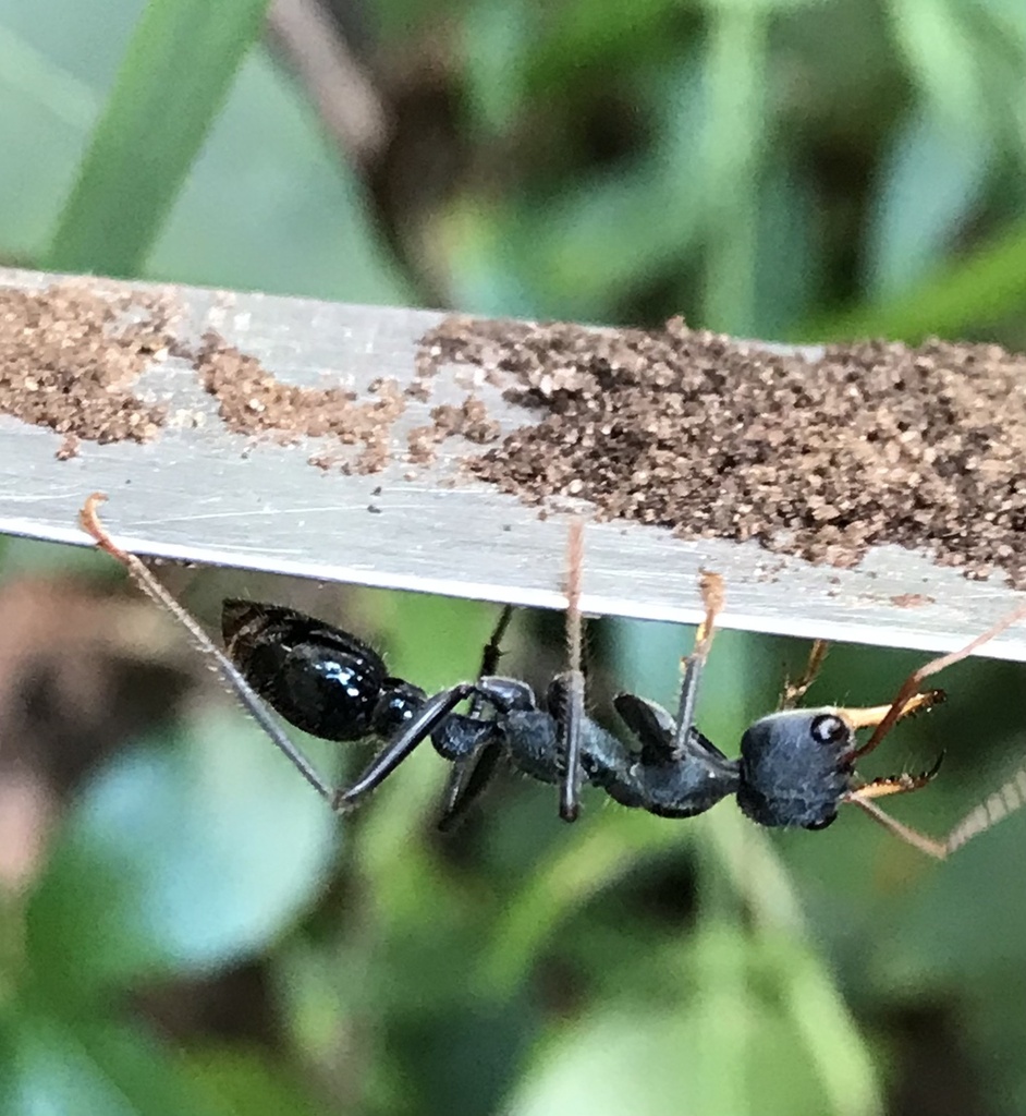 Australian Jumper Ant from Timothy Cl, Cherrybrook, NSW, AU on May 1 ...