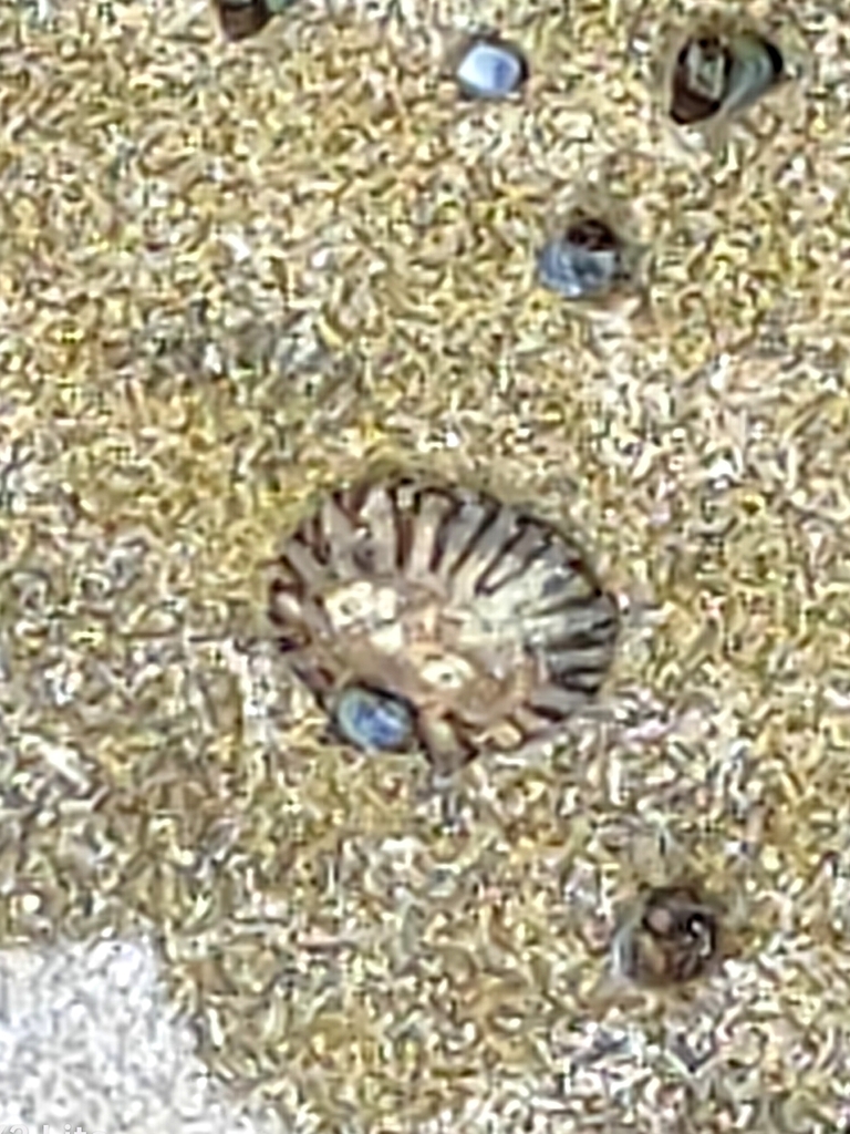 False Limpets from Sorrento VIC 3943, Australia on May 1, 2023 at 03:21 ...
