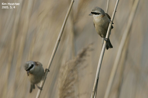 Chinese Penduline-Tit (Remiz consobrinus) · iNaturalist