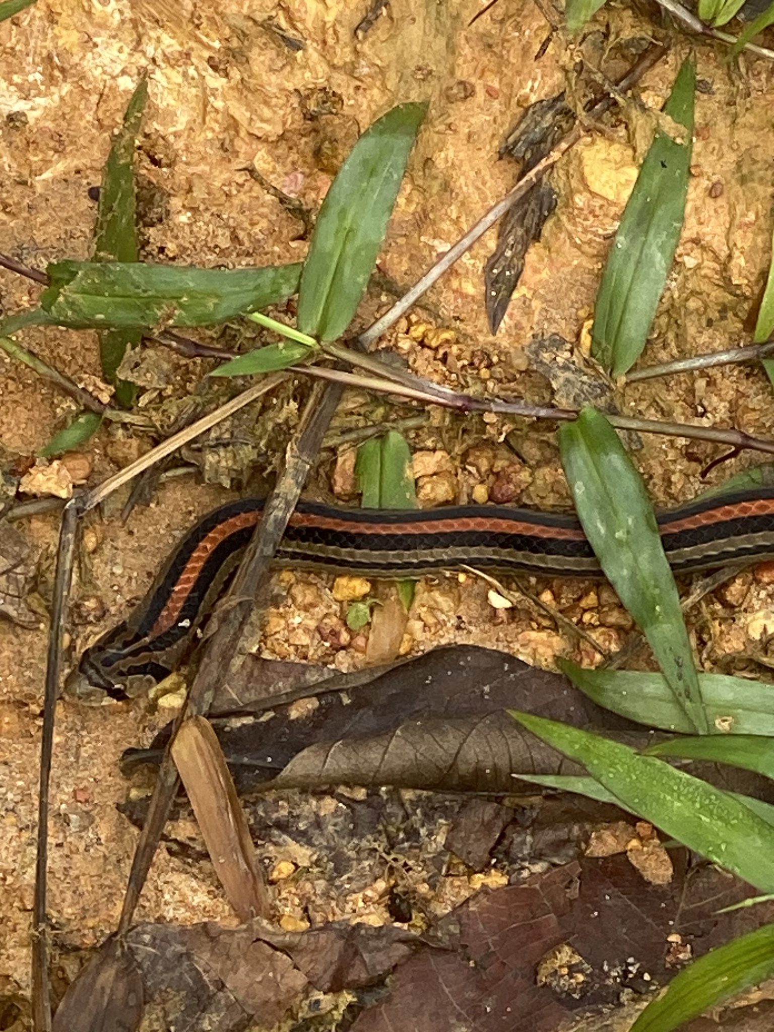 Oligodon octolineatus (Schneider, 1801)