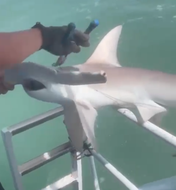 Eusphyra blochii (Cuvier, 1816)