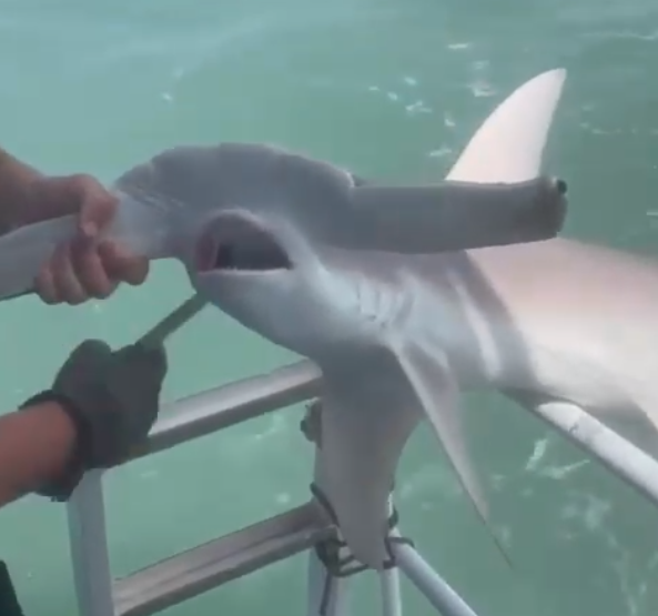 Eusphyra blochii (Cuvier, 1816)