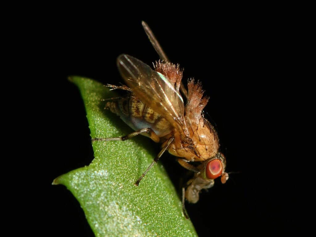 Brown-striped Litter Fly from Brooklyn, Wellington, New Zealand on May ...