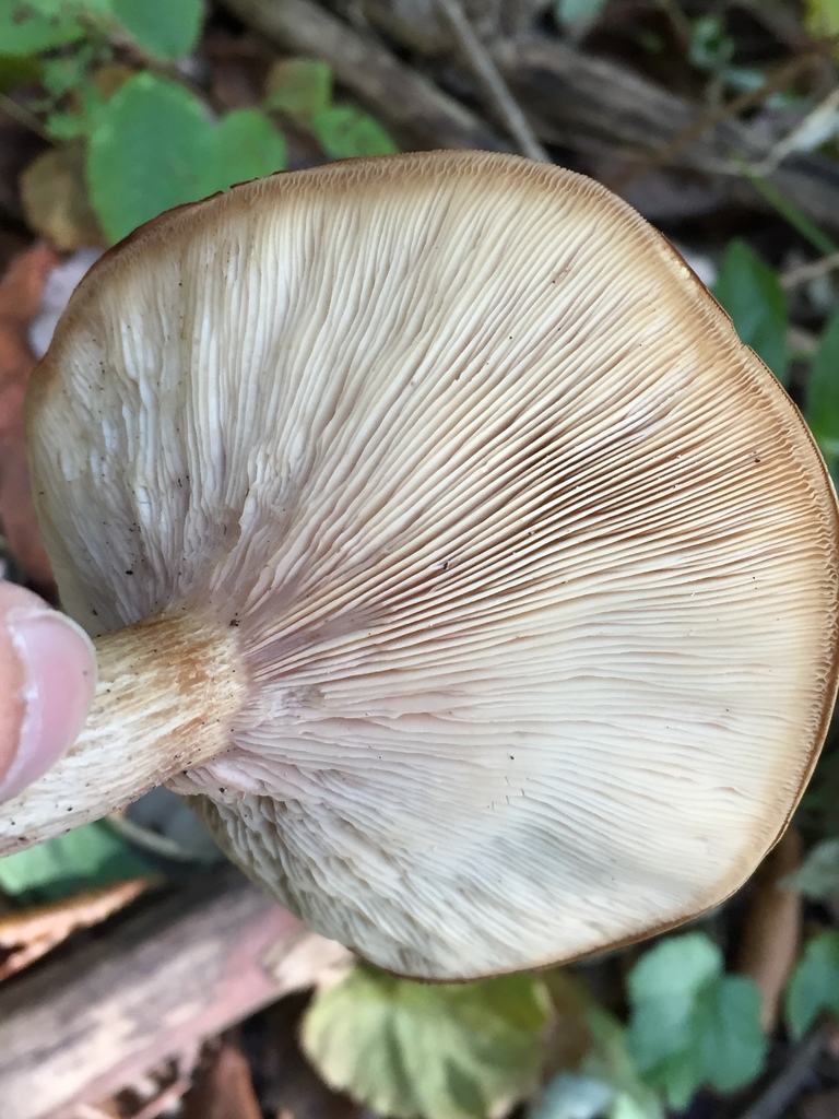 Flowery Blewit from 2630 E US Highway 20, Angola, IN, US on October 24 ...