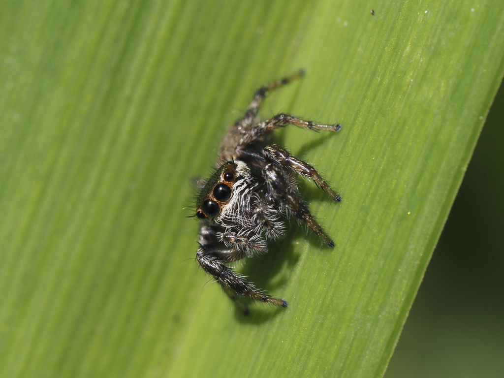 Typical Jumping Spiders from Meguro, Tokyo, Japan on May 01, 2023 at 11 ...