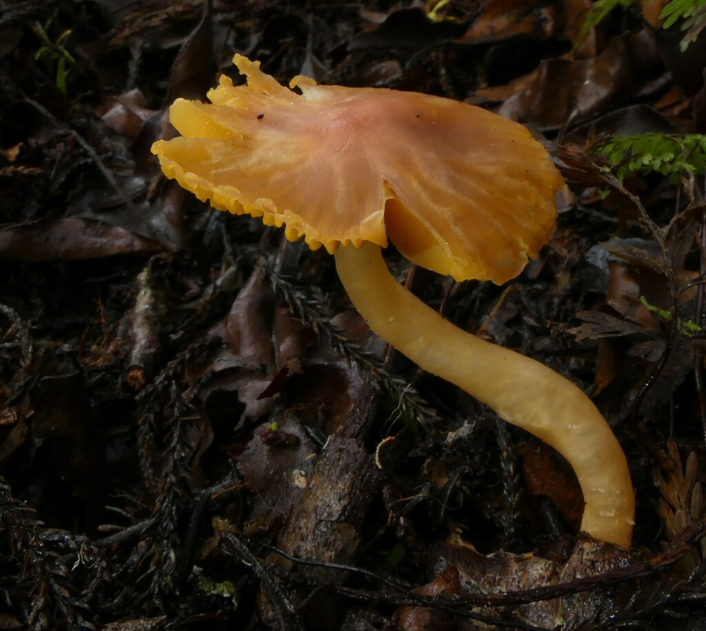 Humidicutis conspicua from Arnold Valley 7872, New Zealand on May 1 ...