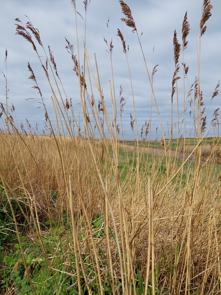 common reed from Hightown, UK on May 1, 2023 at 11:10 AM by Mary Dean ...