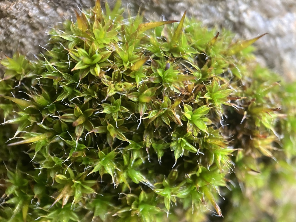 Marbled Screw-moss from University of Adelaide - Waite Campus, Urrbrae ...