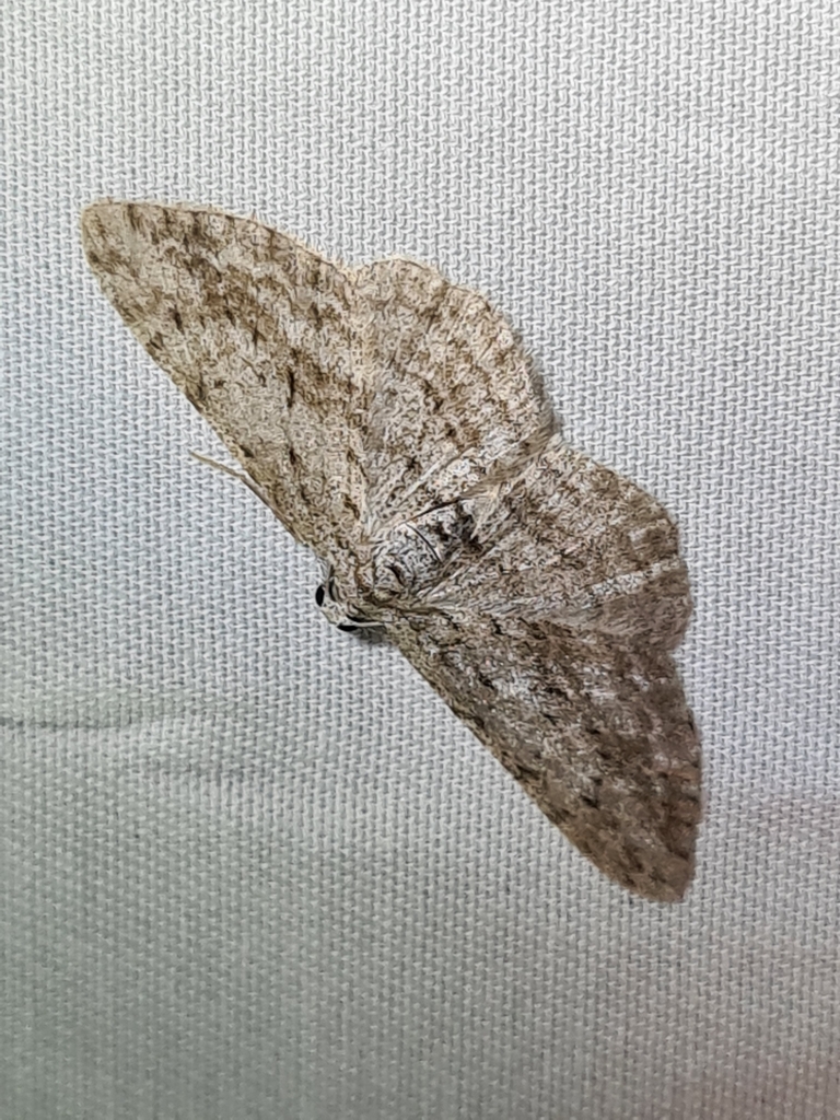 Long-fringed Bark Moth from Christmas Hills VIC 3775, Australia on May ...