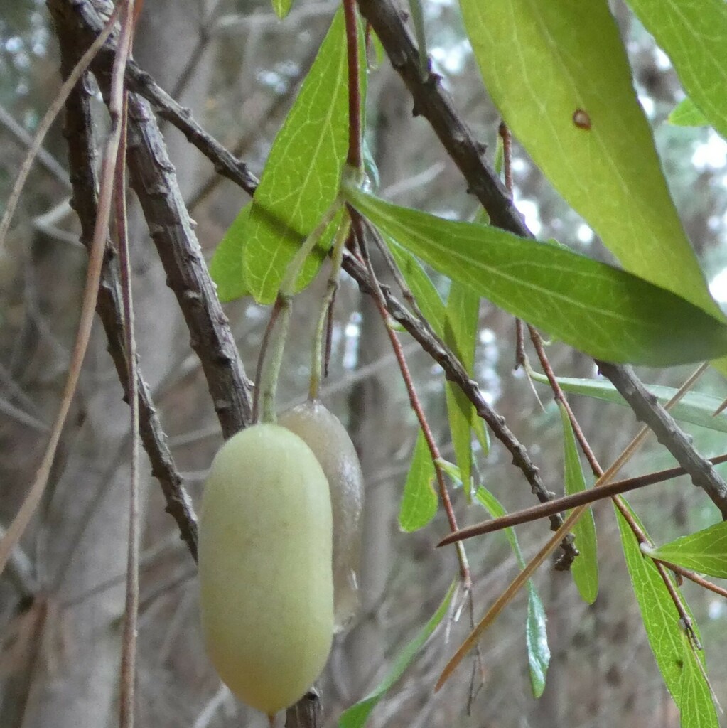 sweet apple-berry from Jupiter Creek SA 5153, Australia on April 30 ...
