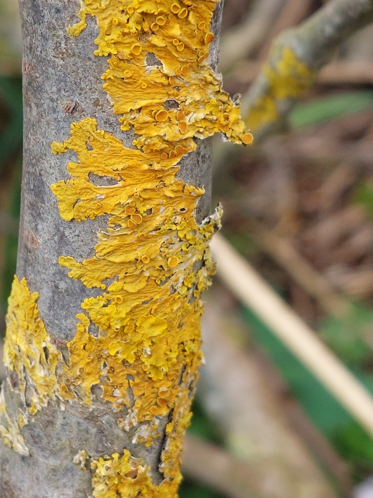 Common Sunburst Lichen from Hightown, UK on May 01, 2023 at 11:22 AM by ...