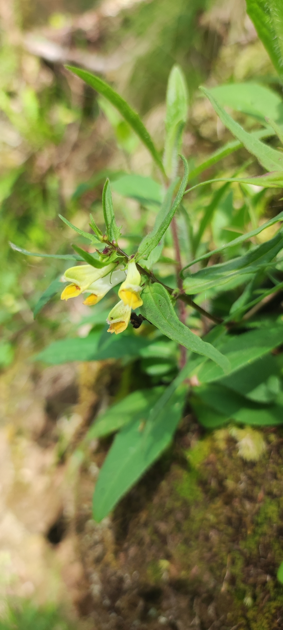 Melampyrum pratense L.