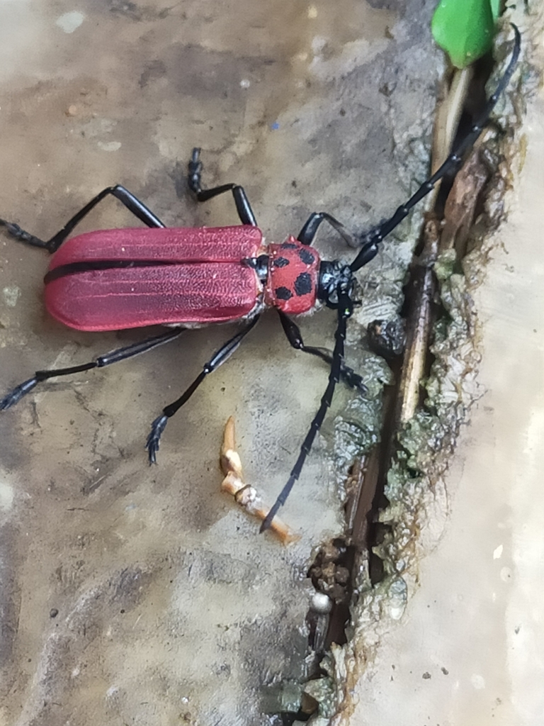 Purpuricenus temminckii from 横浜市 on April 30, 2023 at 09:22 AM by 田丸 耕二 ...