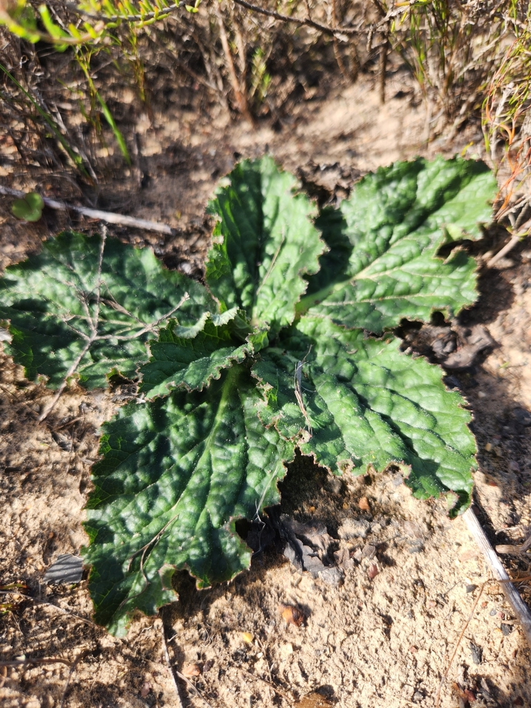 Broadleaf Kalmoes from Theewaterskloof Local Municipality, South Africa ...