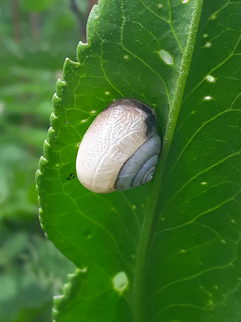 Kentish Snail from Uxbridge UB8, UK on May 01, 2023 at 11:34 AM by ...
