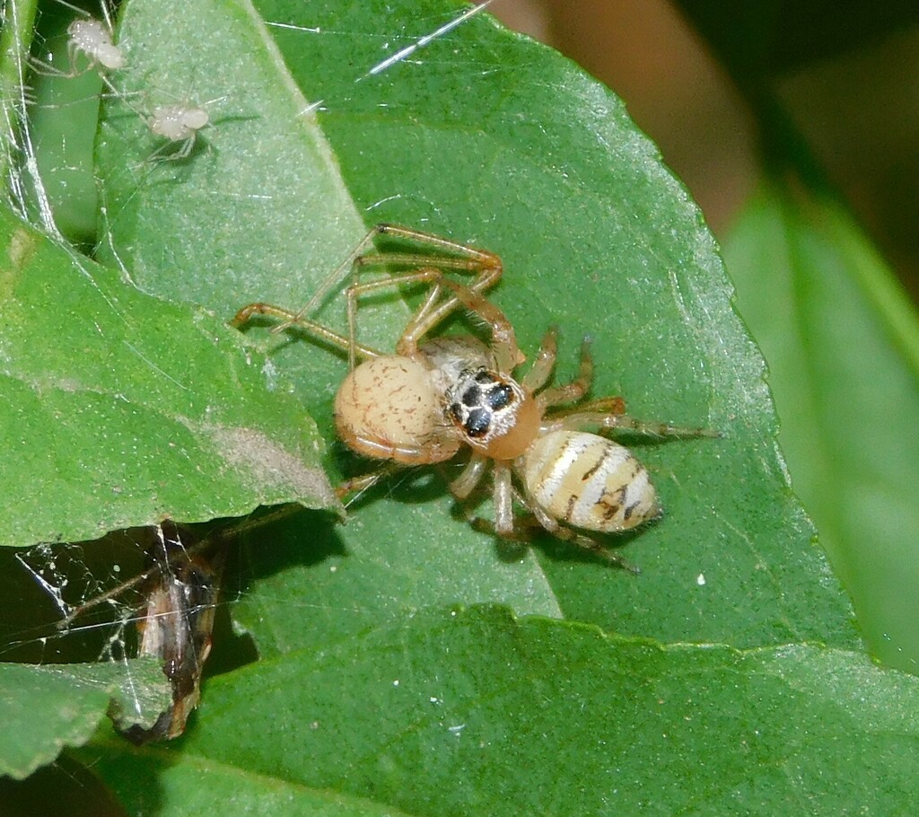 Goldband Thyene Jumping Spider from Eagle's Nest,Mbombela on May 1 ...