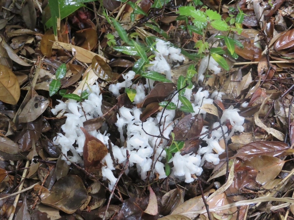 Monotropastrum humile from 菩提寺, 朝倉市, 福岡県, JP on April 29, 2019 at 02:08 ...