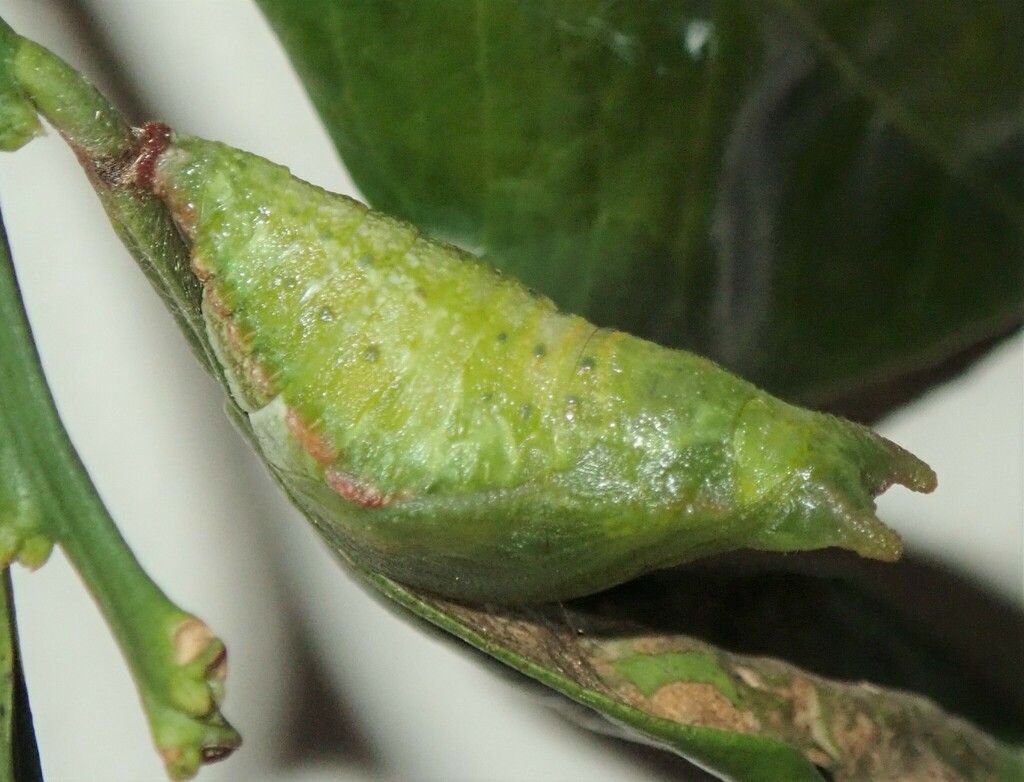 Capaneus Swallowtail from Cooroy QLD 4563, Australia on April 30, 2023 ...